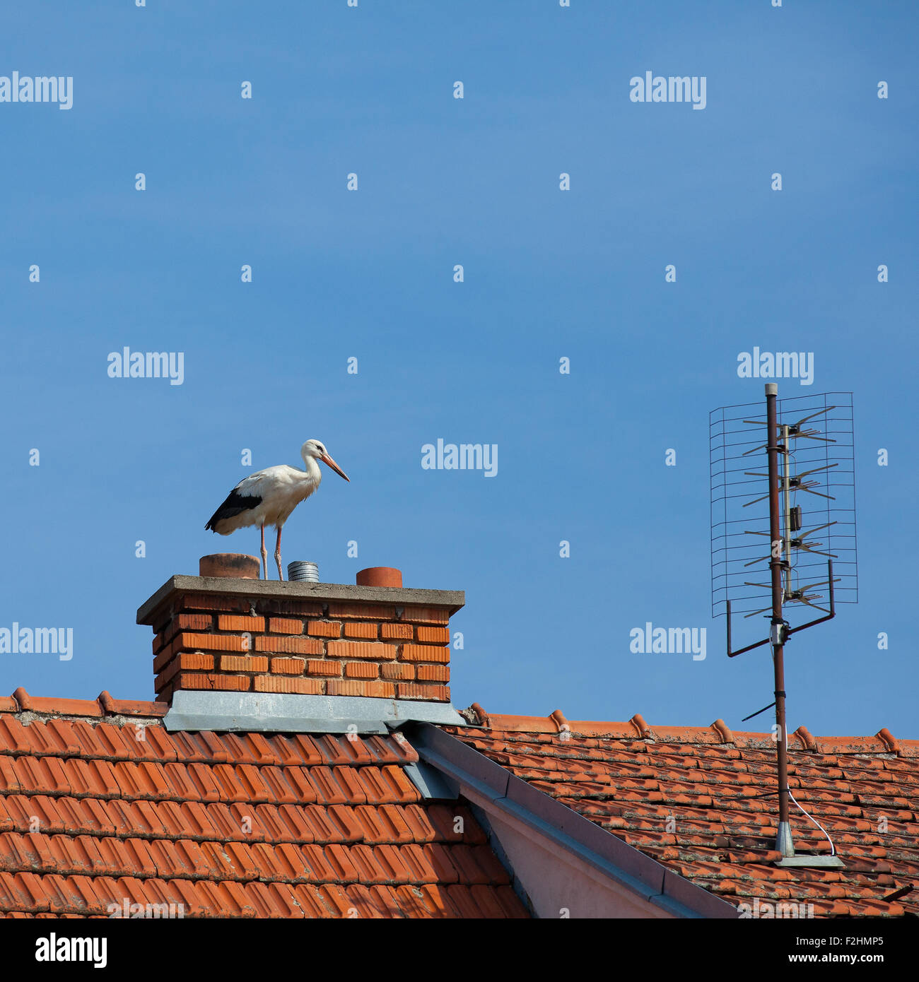 Stork animals hi-res stock photography and images - Alamy