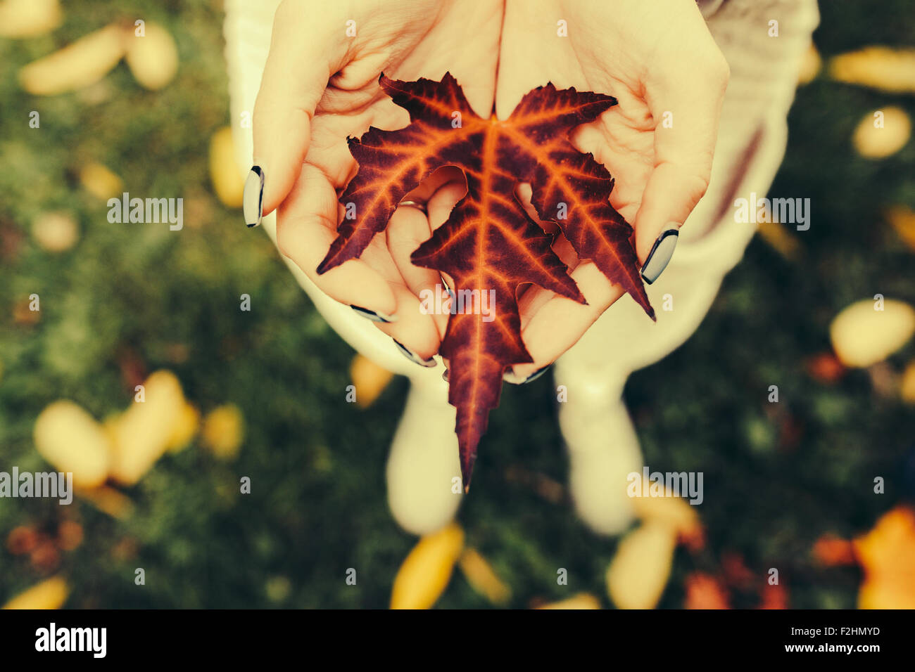 Autumn leaves in girl hands Stock Photo - Alamy