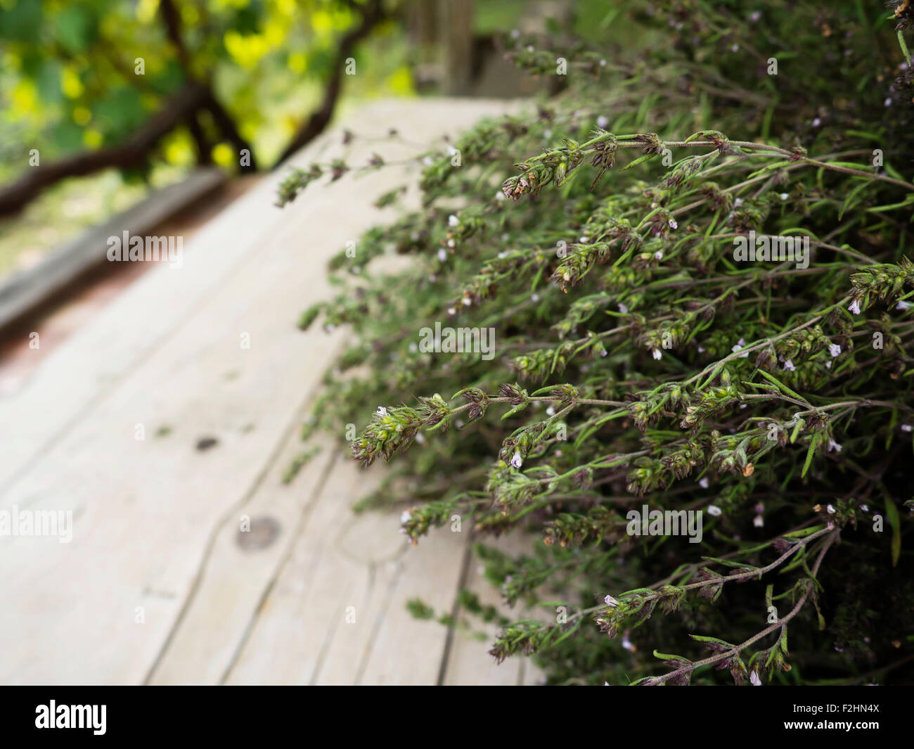 Bouquet fresh thyme hi-res stock photography and images - Alamy