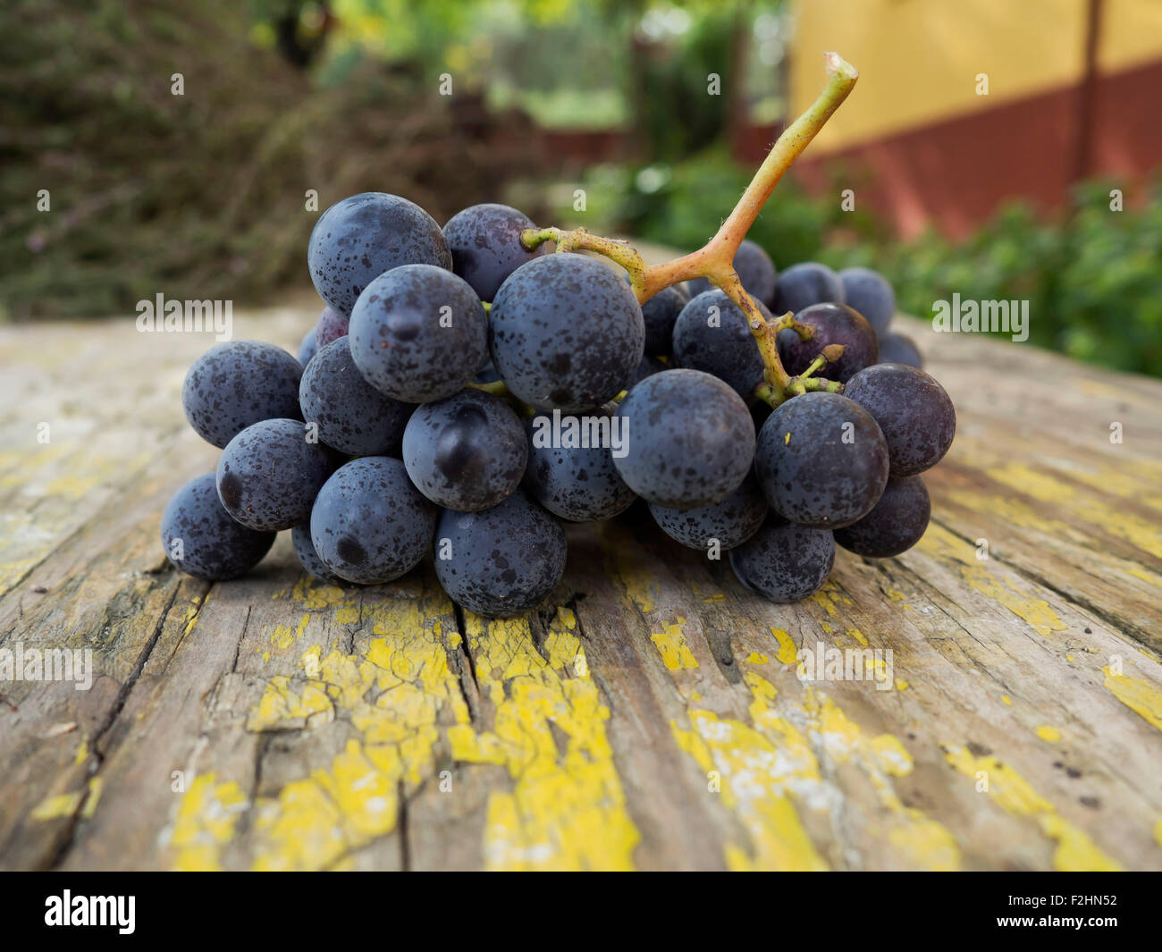 Grapes on wooden rustic table hi-res stock photography and images - Alamy