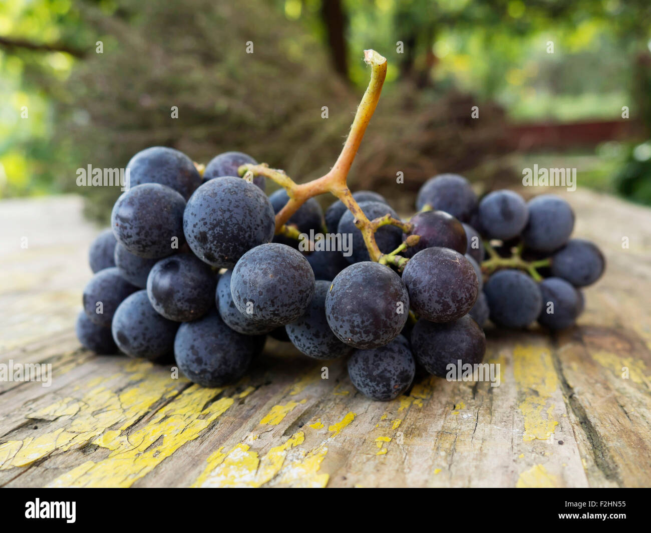 Grapes on wooden rustic table hi-res stock photography and images - Alamy