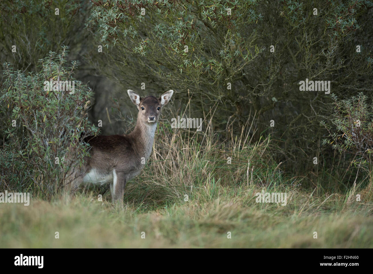 Damhirsch foto hi-res stock photography and images - Alamy