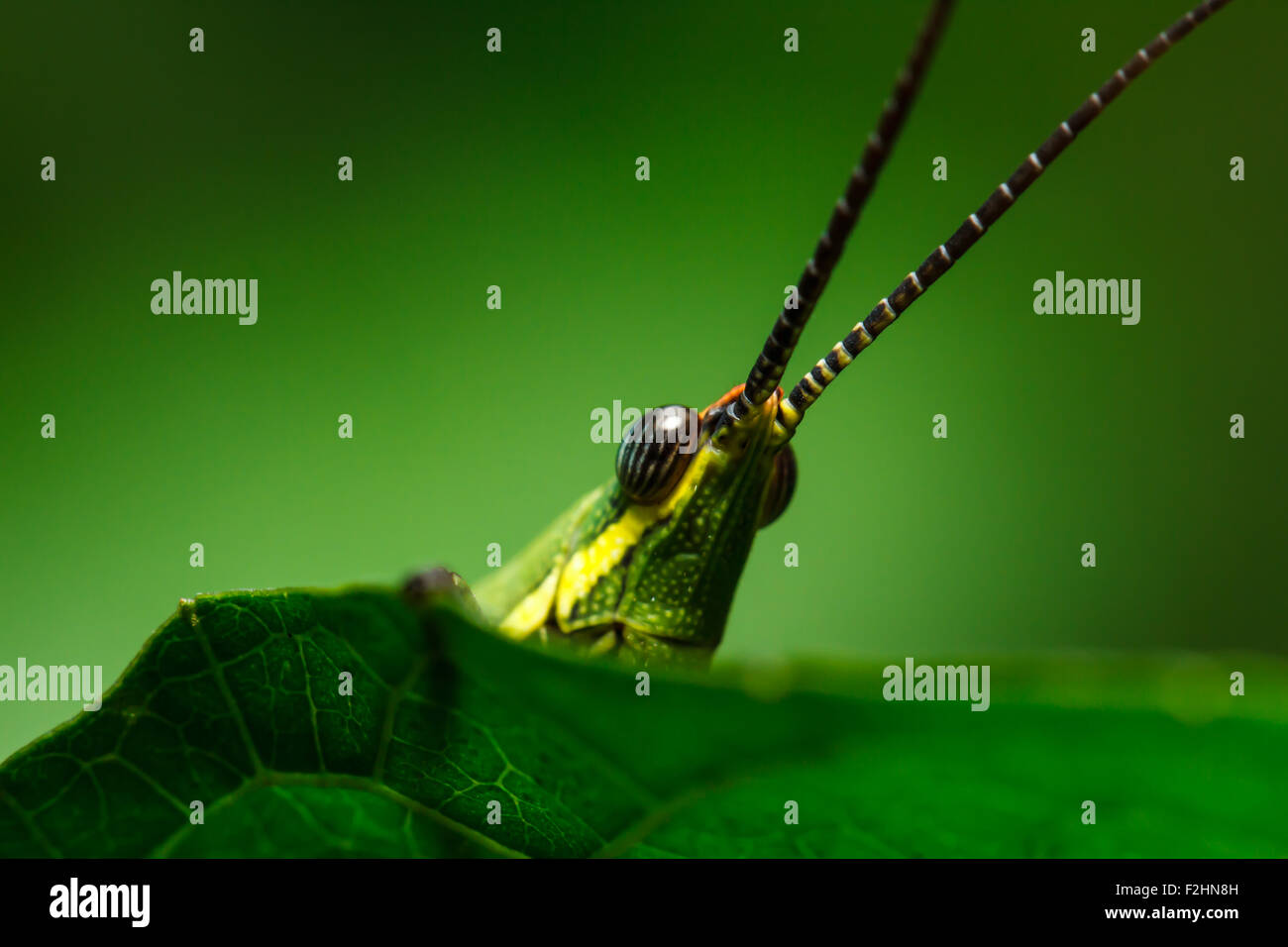 Macro tiny green grasshopper hi-res stock photography and images - Alamy
