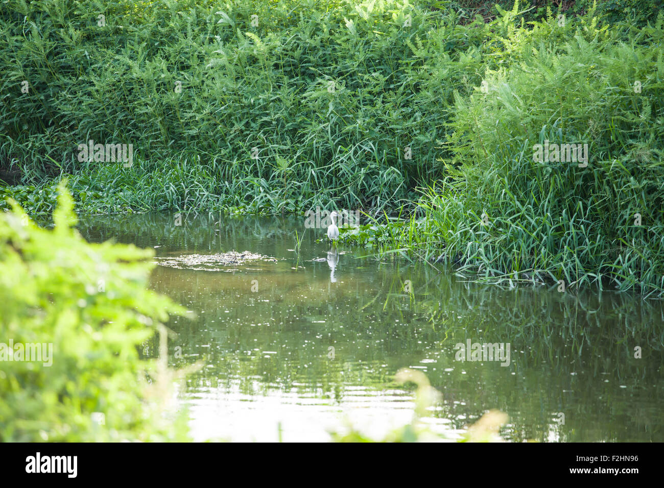 Birds eat the fish in the water Stock Photo - Alamy
