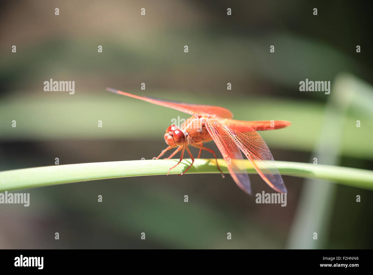 Texas dragonfly hi-res stock photography and images - Alamy