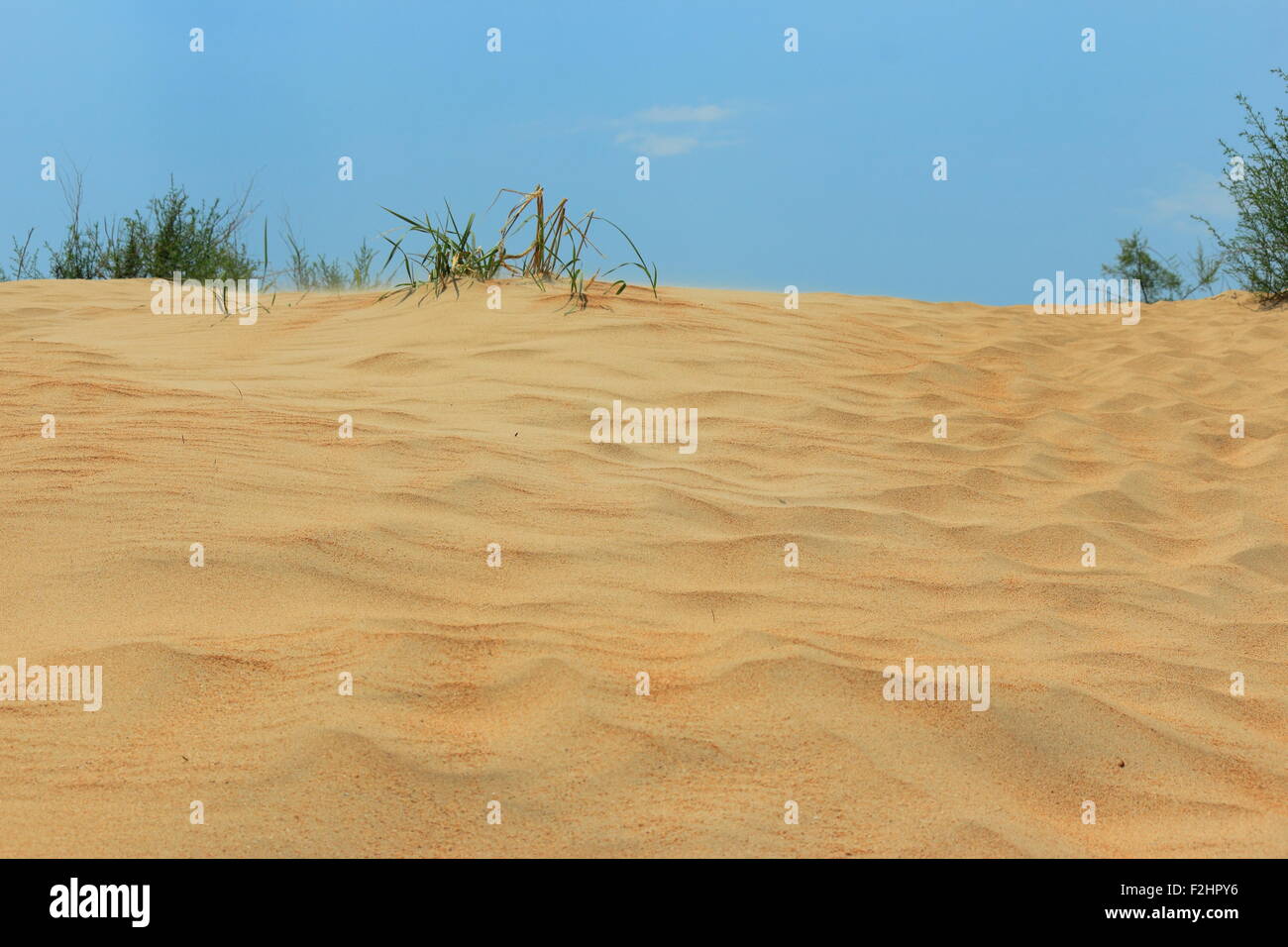 Dunes with vegetation Stock Photo - Alamy