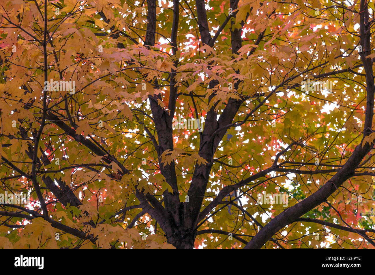 Brilliant golden orange tree in the autumn in Halifax, Nova Scotia ...