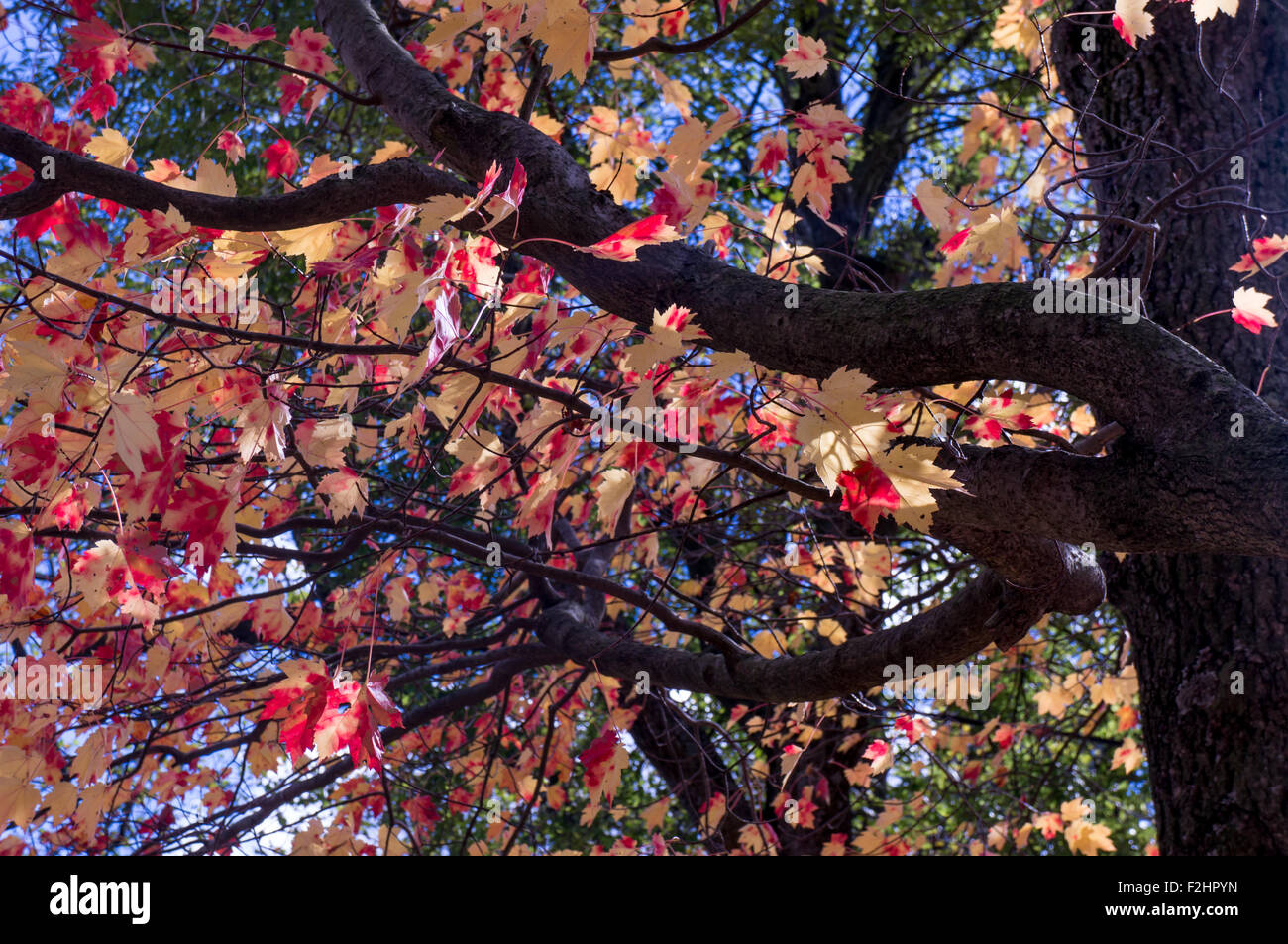 Maple tree with multi-coloured leaves in the Autumn in Nova Scotia ...