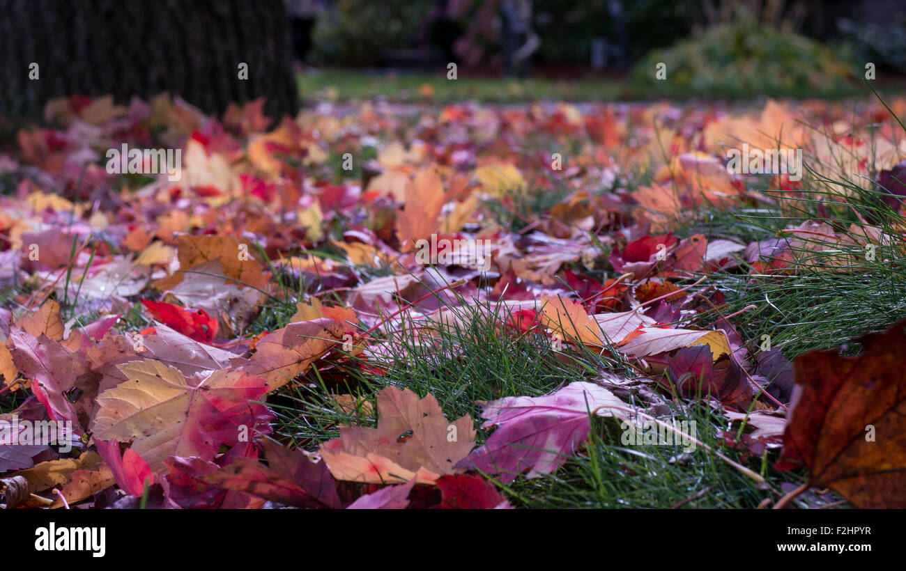 Multi coloured leaves hi-res stock photography and images - Alamy