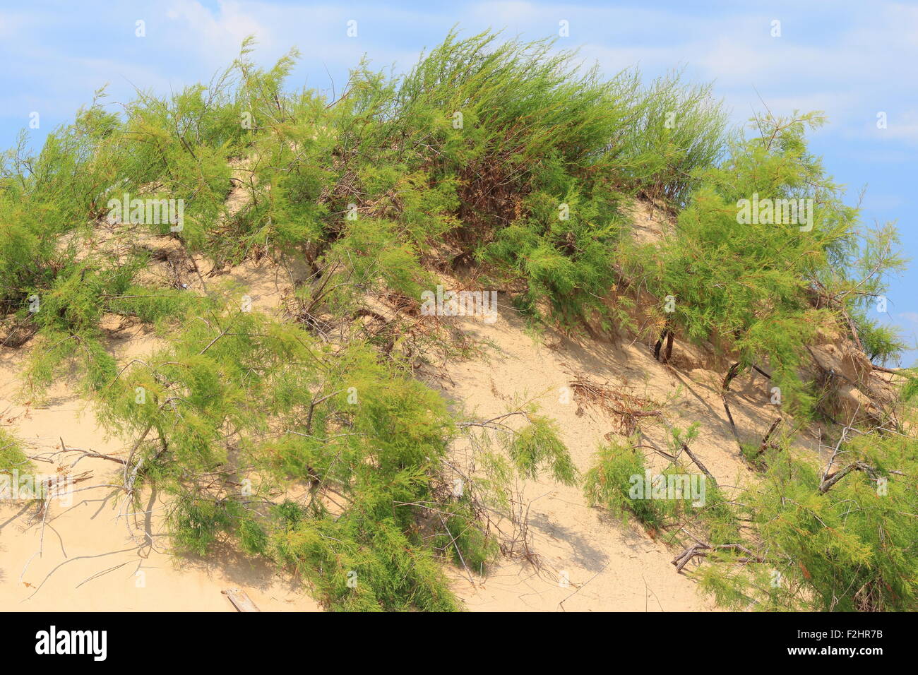 Dunes with vegetation Stock Photo - Alamy