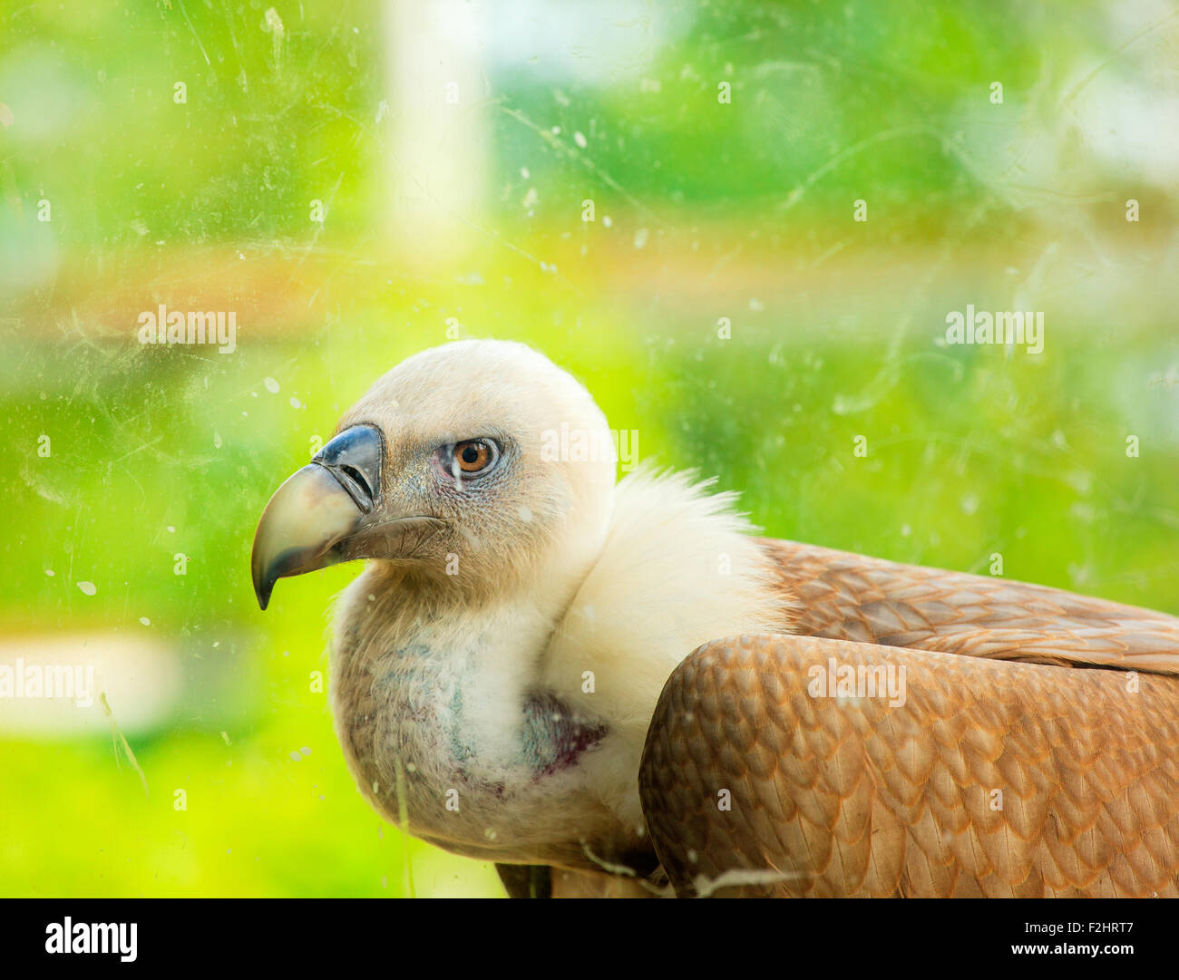 Vulture owl hi-res stock photography and images - Alamy