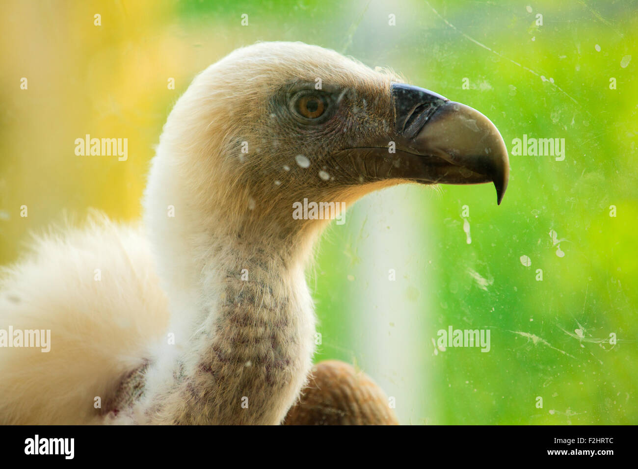 Vulture owl hi-res stock photography and images - Alamy