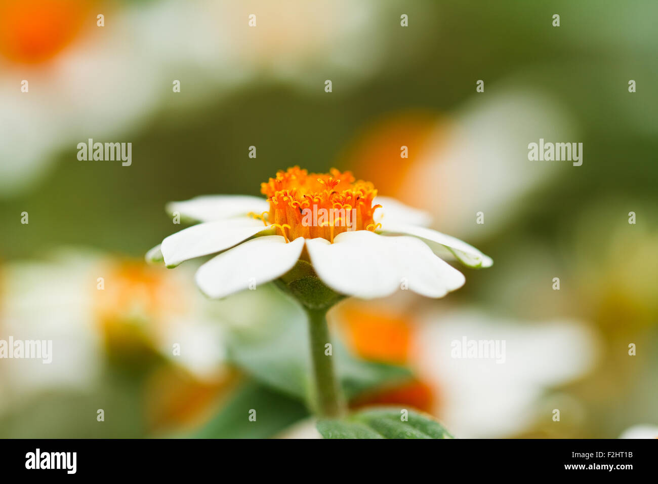 Blooming white star flowers Stock Photo - Alamy