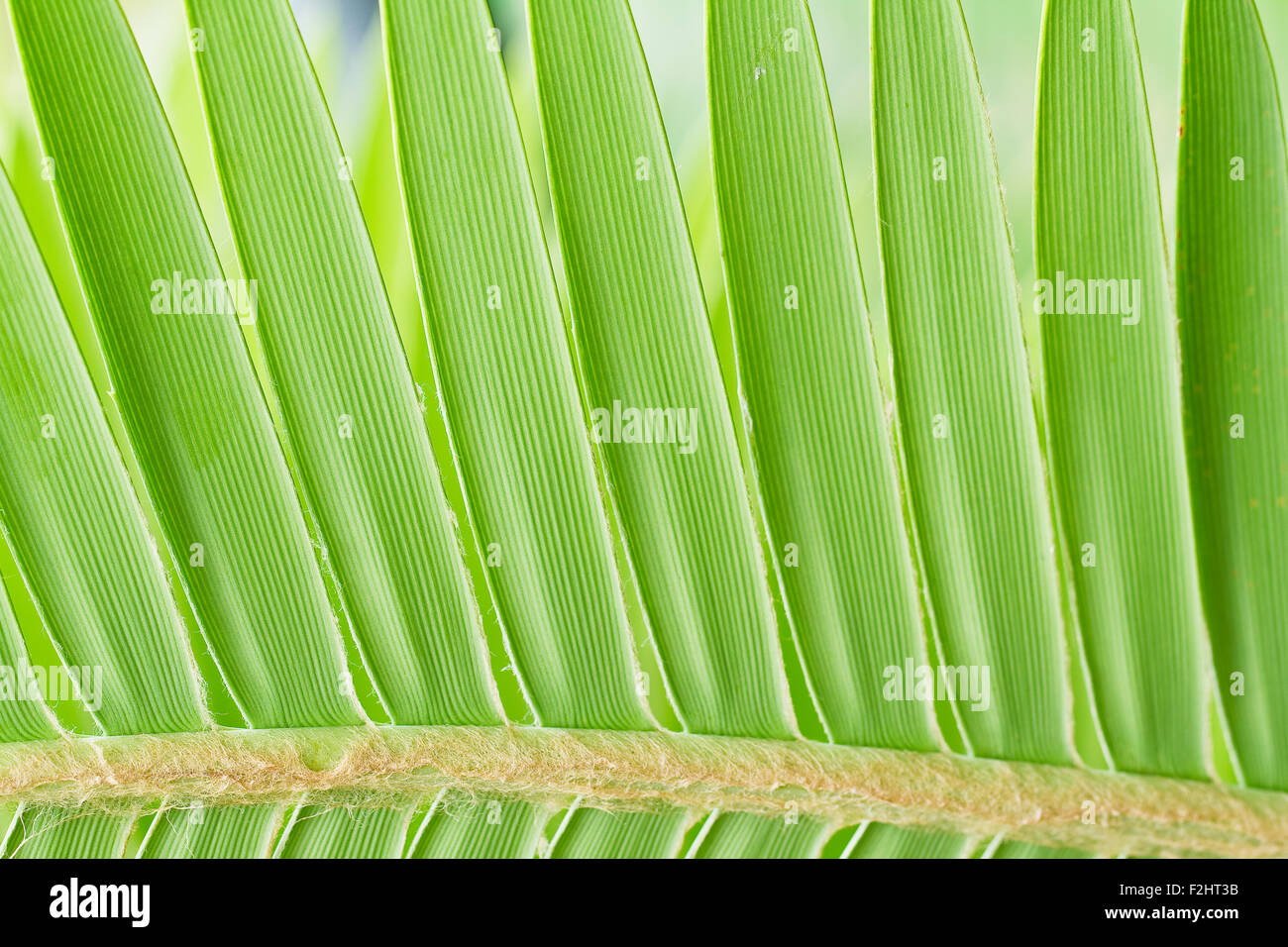Palm branches and leaf hi-res stock photography and images - Alamy