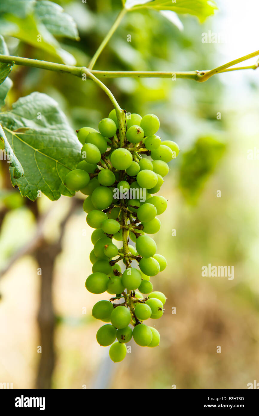 Grapes tree hi-res stock photography and images - Alamy