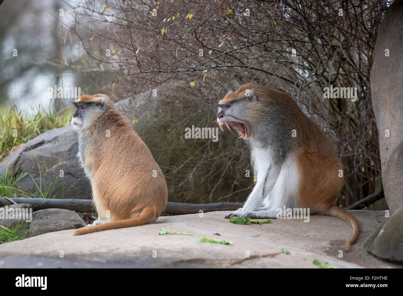Patas Monkey showing fangs Stock Photo - Alamy