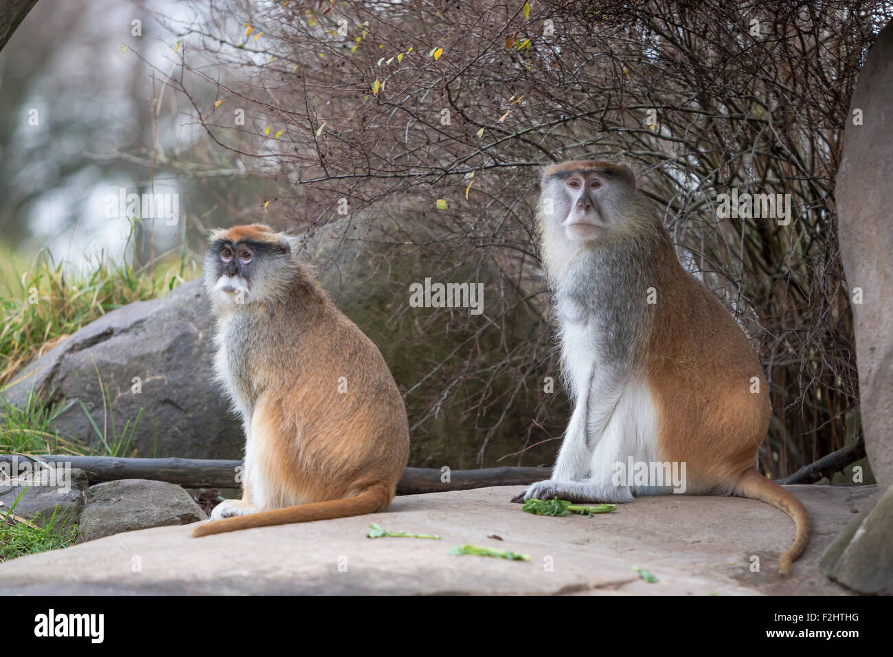 Patas monkeys at Woodland Park Zoo, Seattle Stock Photo - Alamy