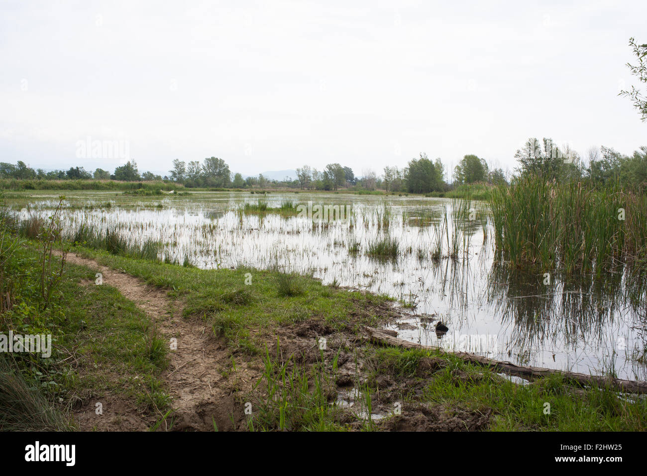 Swamp, Isola della cona - Friuli Venezia Giulia, Italy Stock Photo - Alamy