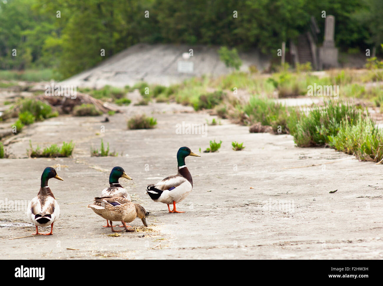 Ducks in the Isola della cona, Nature reserve in Friuli Venezia giulia ...
