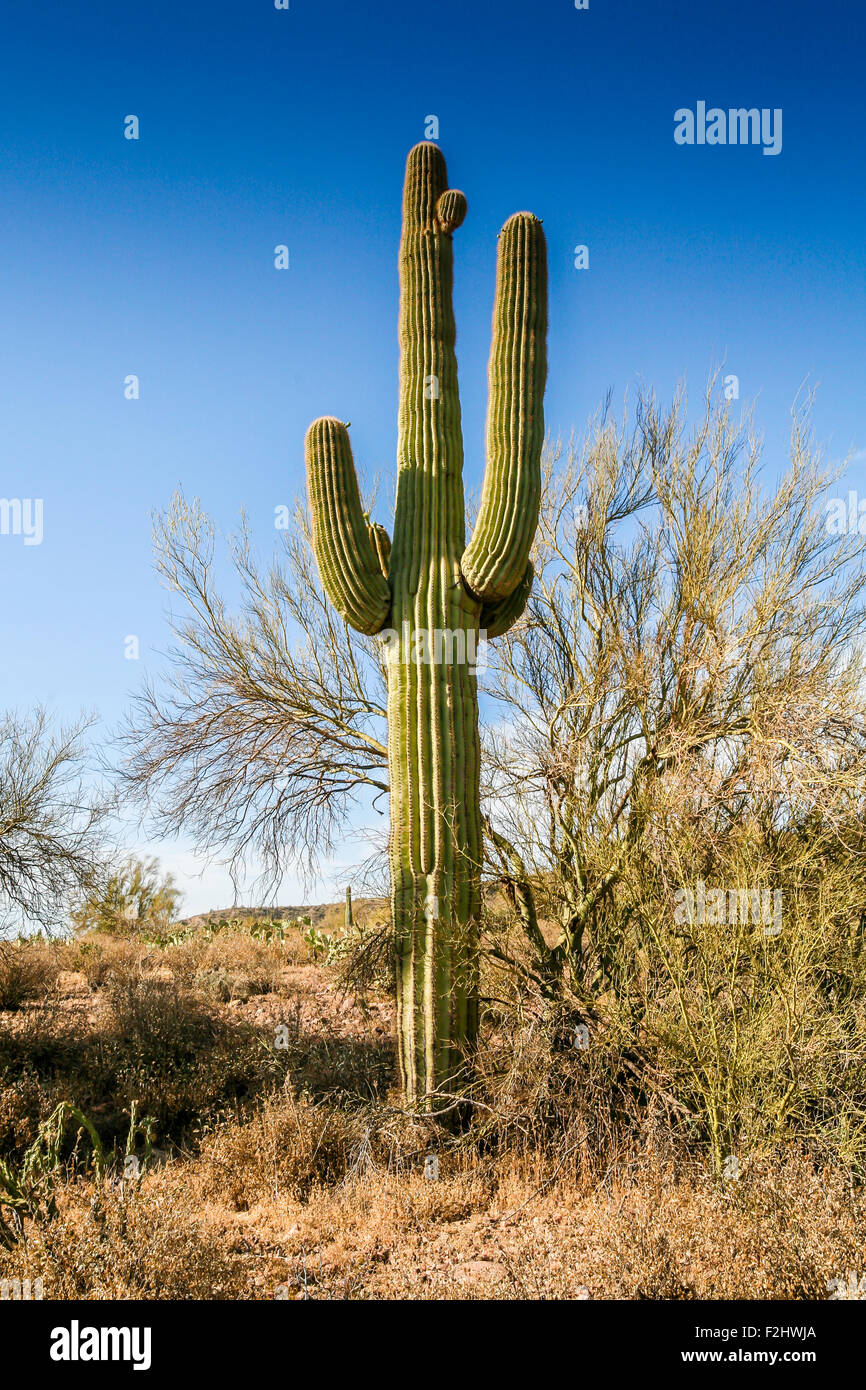 the nature of the wild west Stock Photo - Alamy
