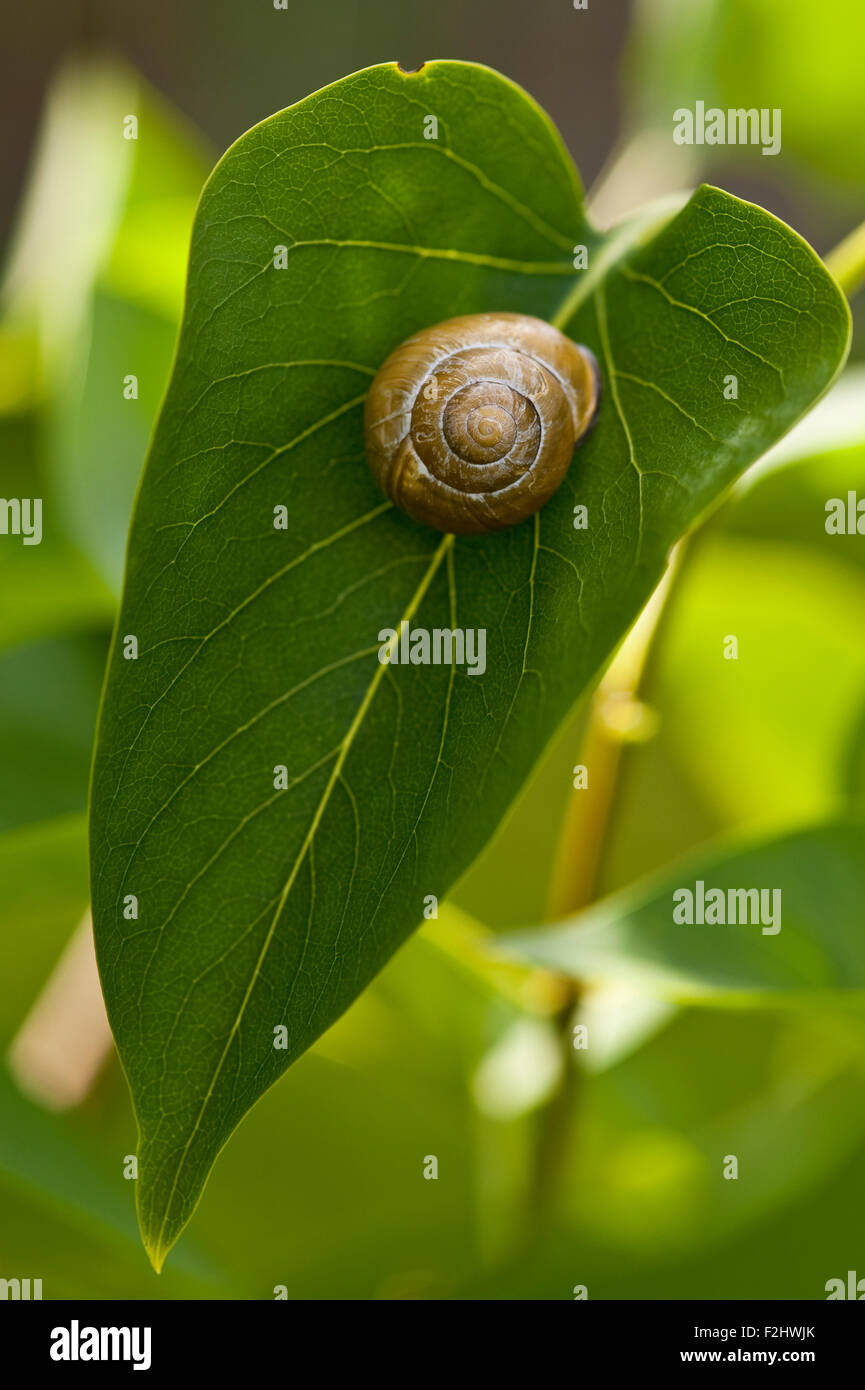Garden snug leaf hi-res stock photography and images - Alamy