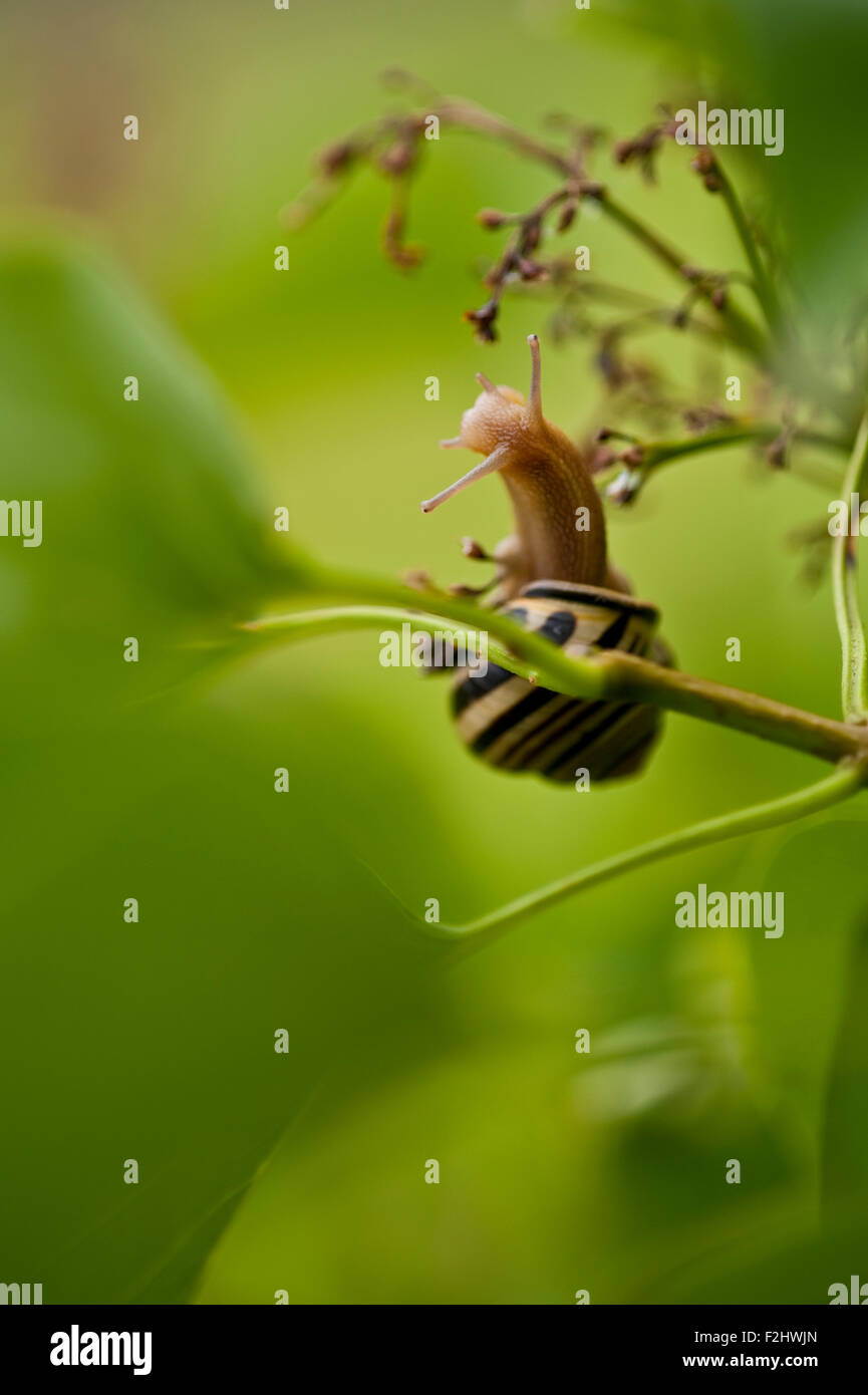 Snail climbing in lilac bush stretching out to limb above Stock Photo ...