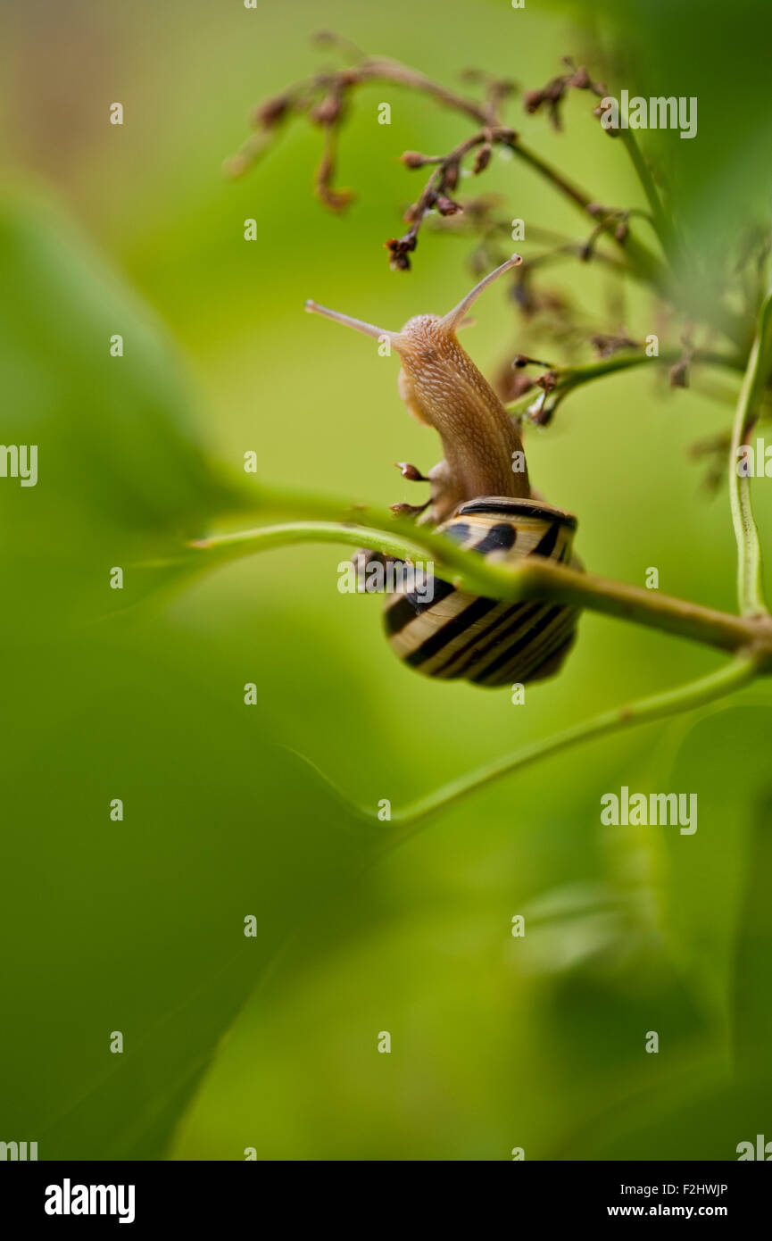 Snail climbing in lilac bush stretching out to limb above Stock Photo ...