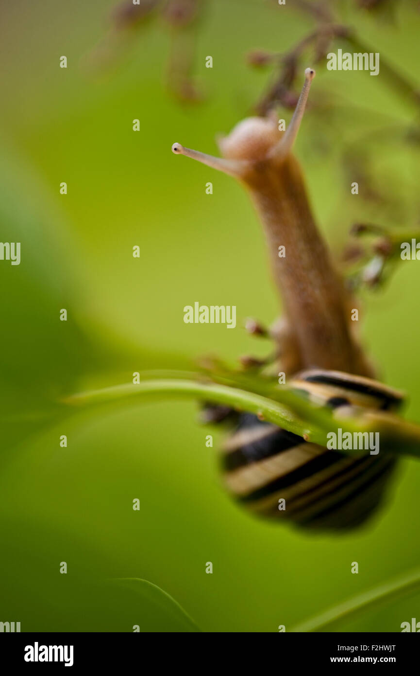 Snail climbing in lilac bush stretching out to limb above Stock Photo ...