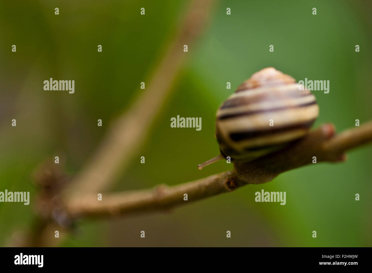 Snail climbing in lilac bush stretching out to limb above Stock Photo ...