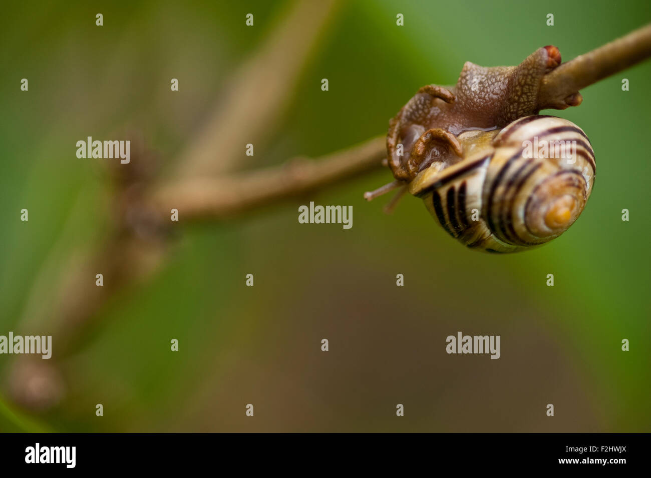 Snail climbing in lilac bush stretching out to limb above Stock Photo ...