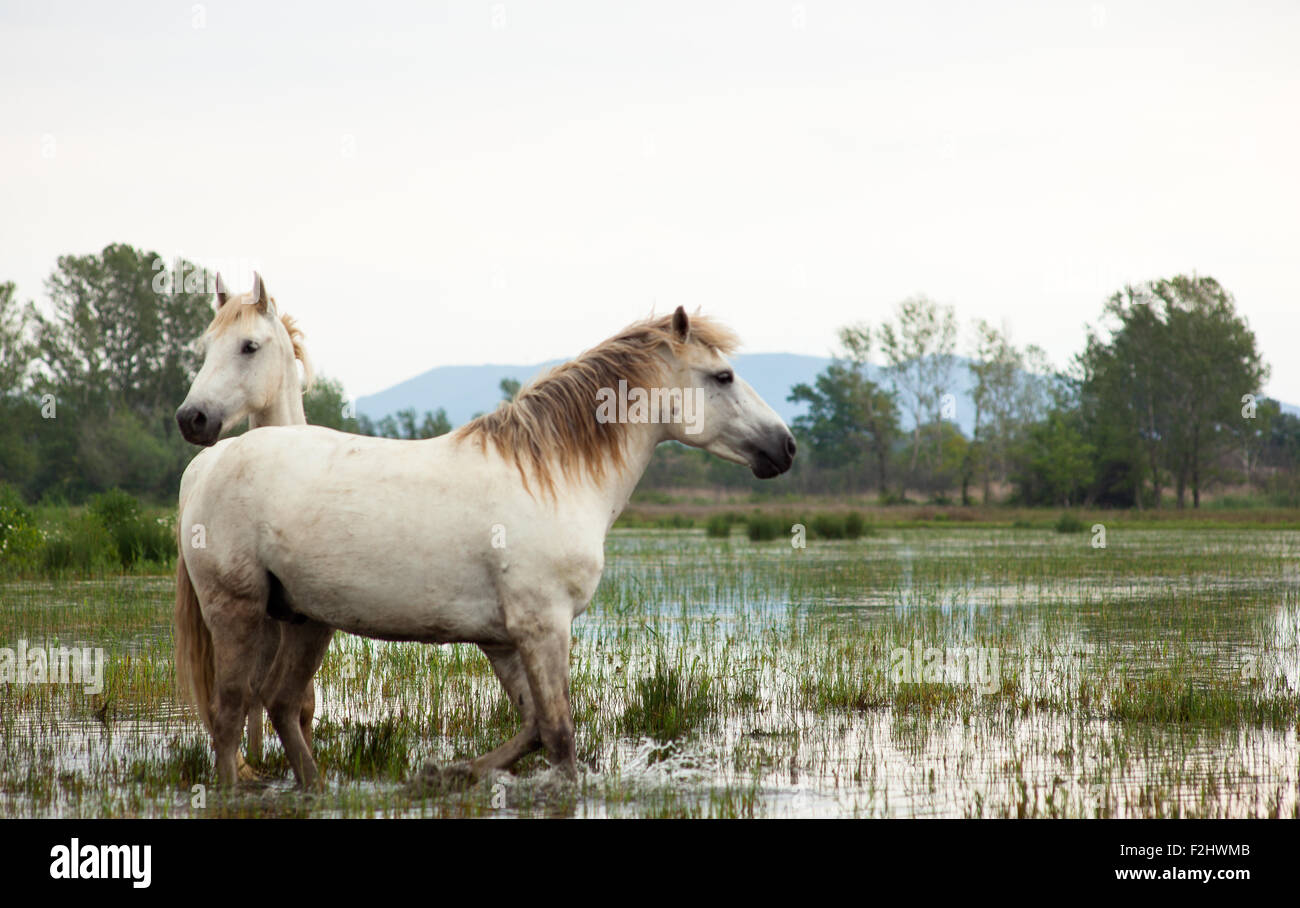 Swamp horses hi-res stock photography and images - Alamy