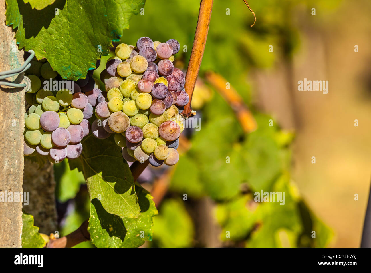 Vinery hi-res stock photography and images - Alamy