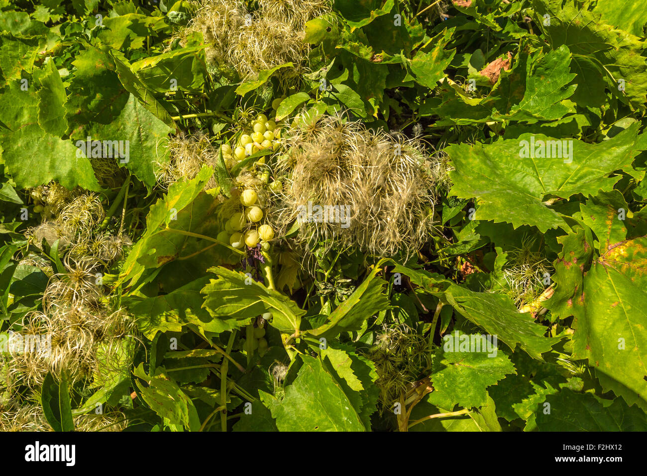 Wild grape vine hi-res stock photography and images - Alamy