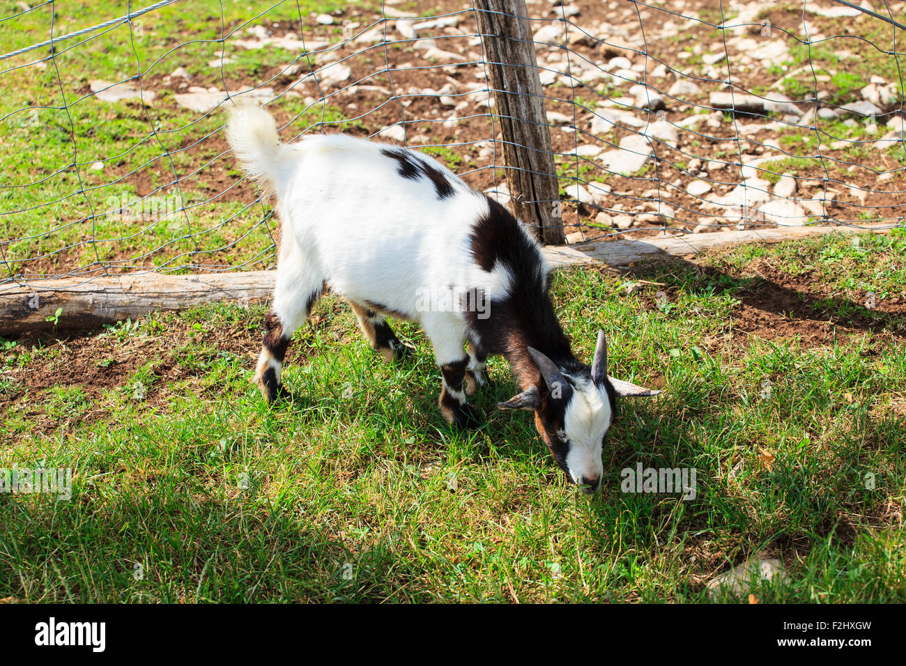 A nice Goat grazing in the field Stock Photo - Alamy