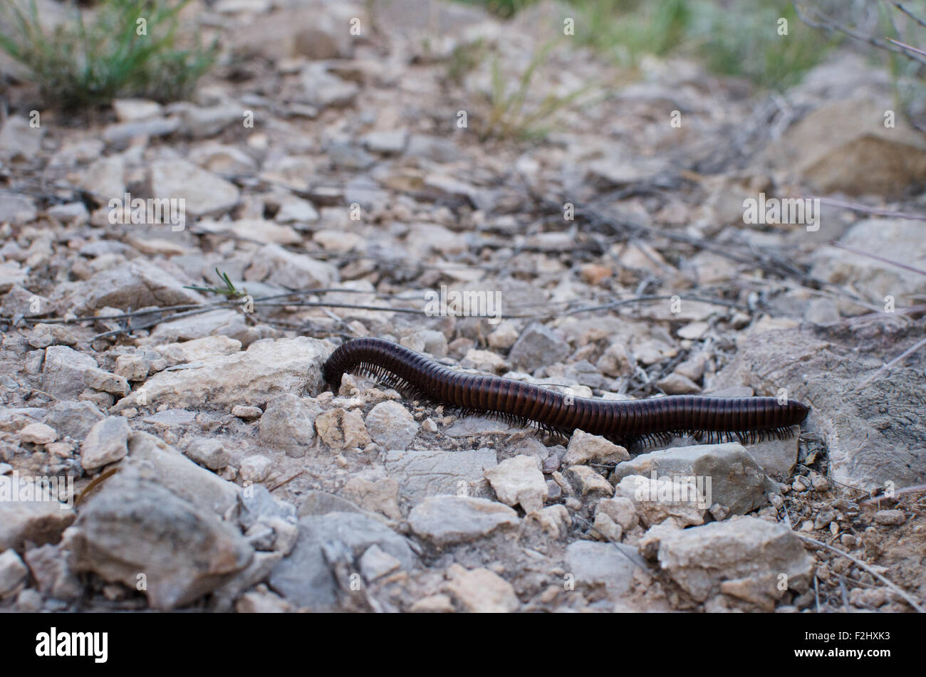 Black diplopoda arthropod hi-res stock photography and images - Alamy