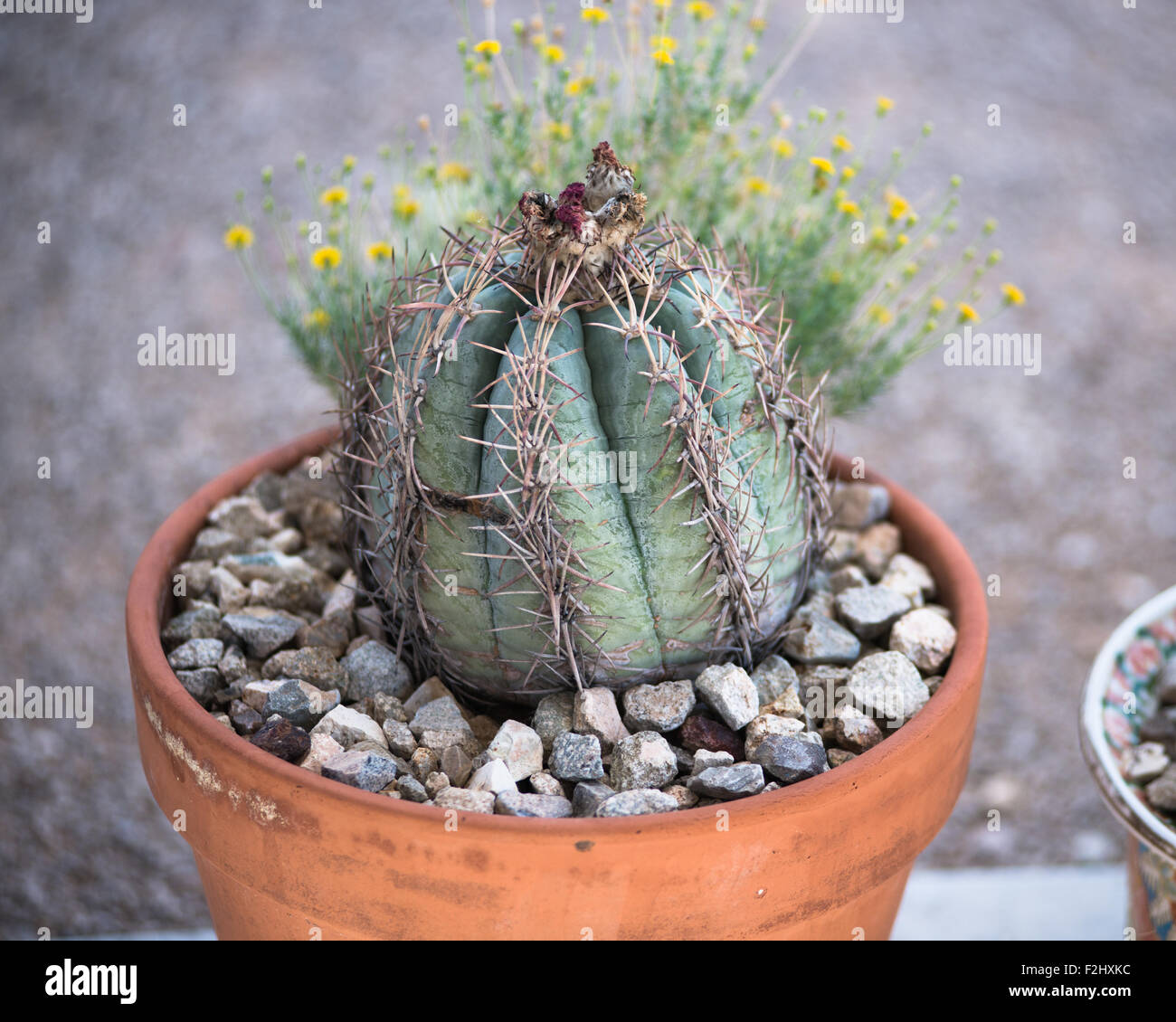 Potted Cactus Stock Photos & Potted Cactus Stock Images - Alamy