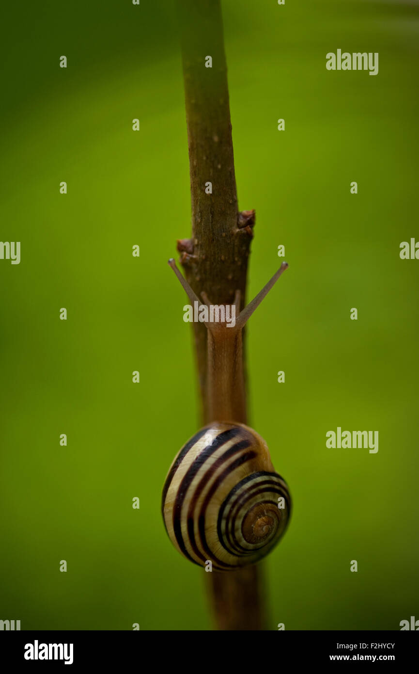 Snail climbing in lilac bush stretching out to limb above Stock Photo ...