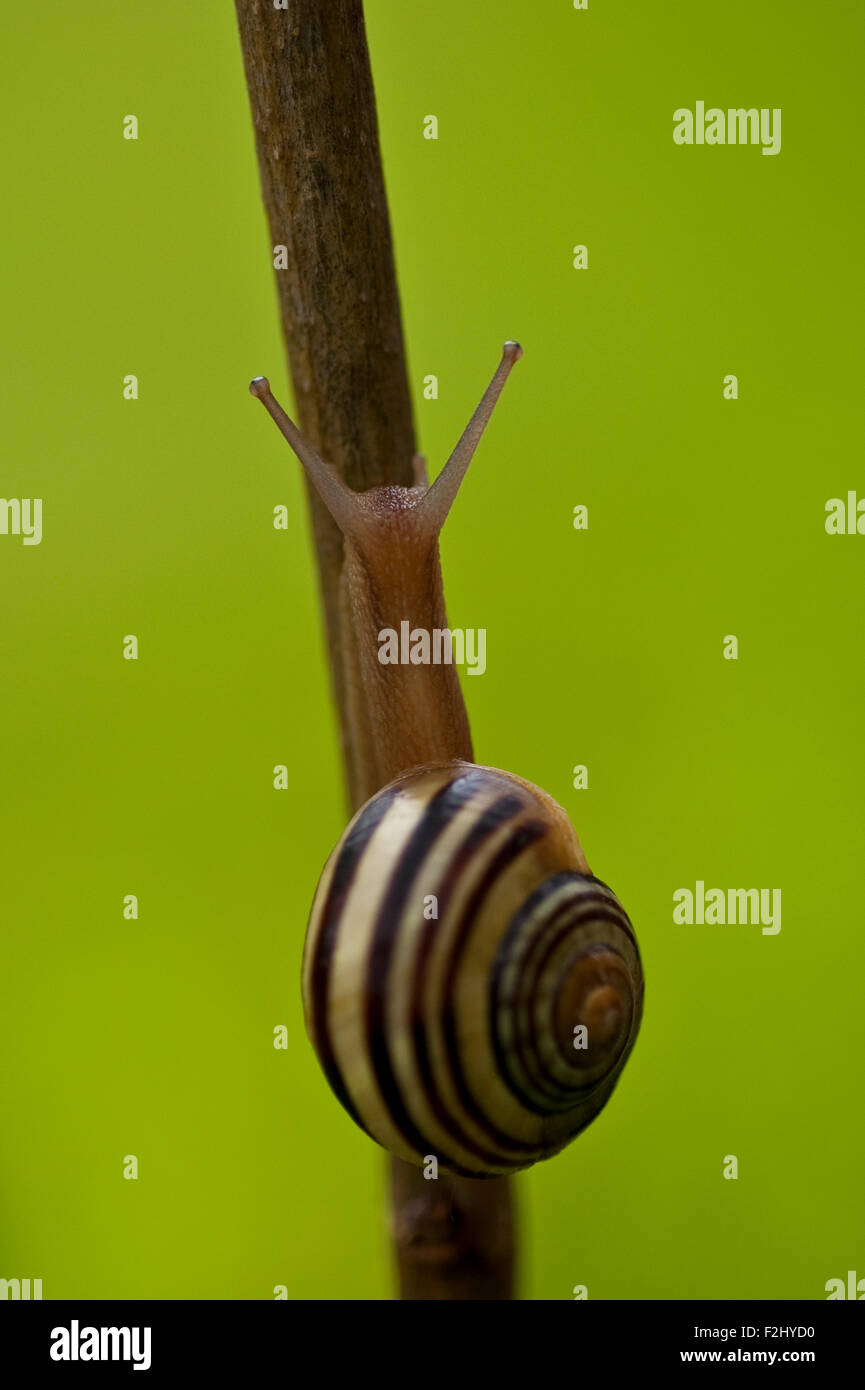 Snail climbing in lilac bush stretching out to limb above Stock Photo ...