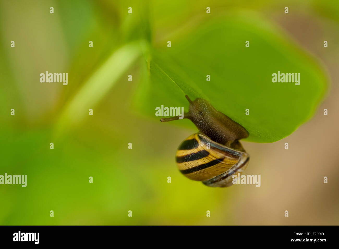 Tree climbing brown lipped hi-res stock photography and images - Alamy