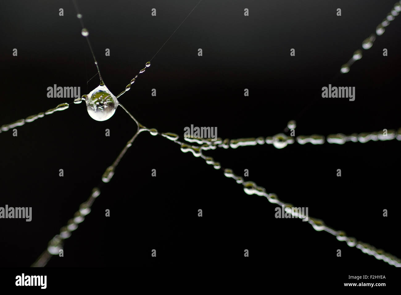 Spider web with frozen water droplet Stock Photo - Alamy