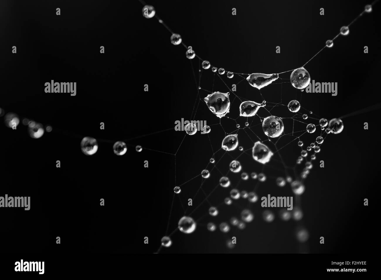 Spider web with dew drops early morning refracting light creating light ...