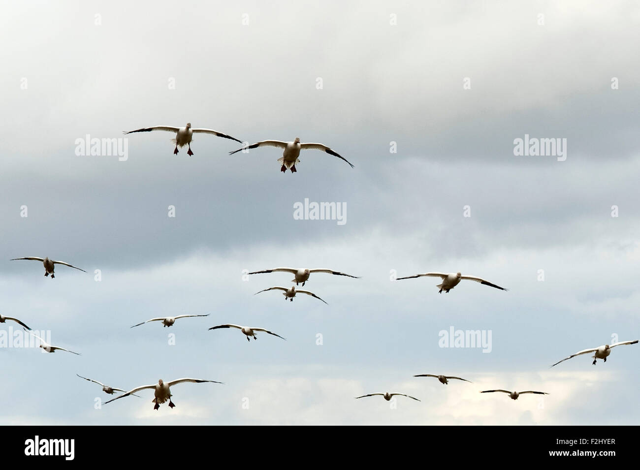 Snow Geese migration in the Skagit Valley flying over farm land Stock ...