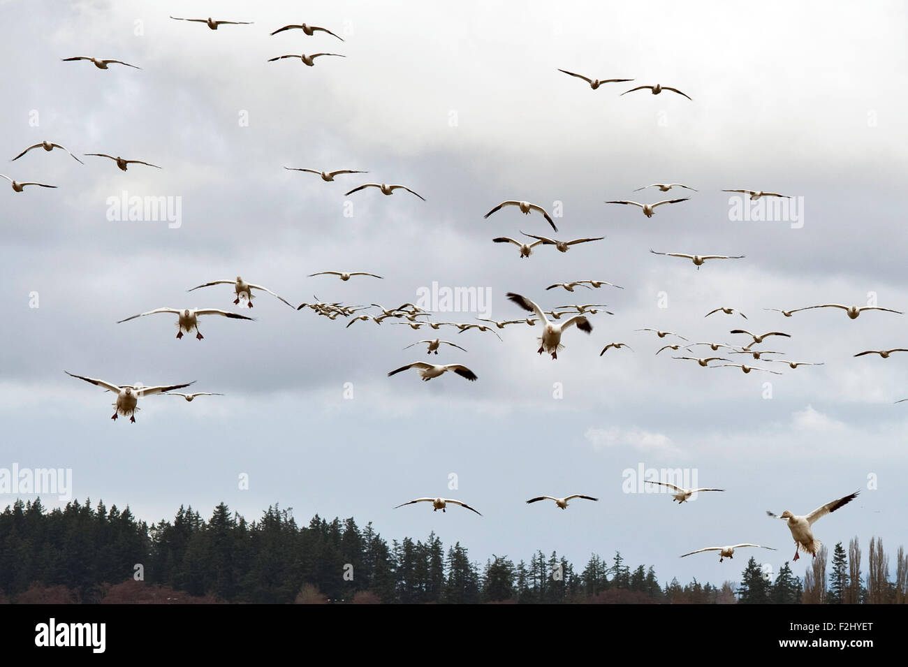 Geese flying over rural fields hi-res stock photography and images - Alamy