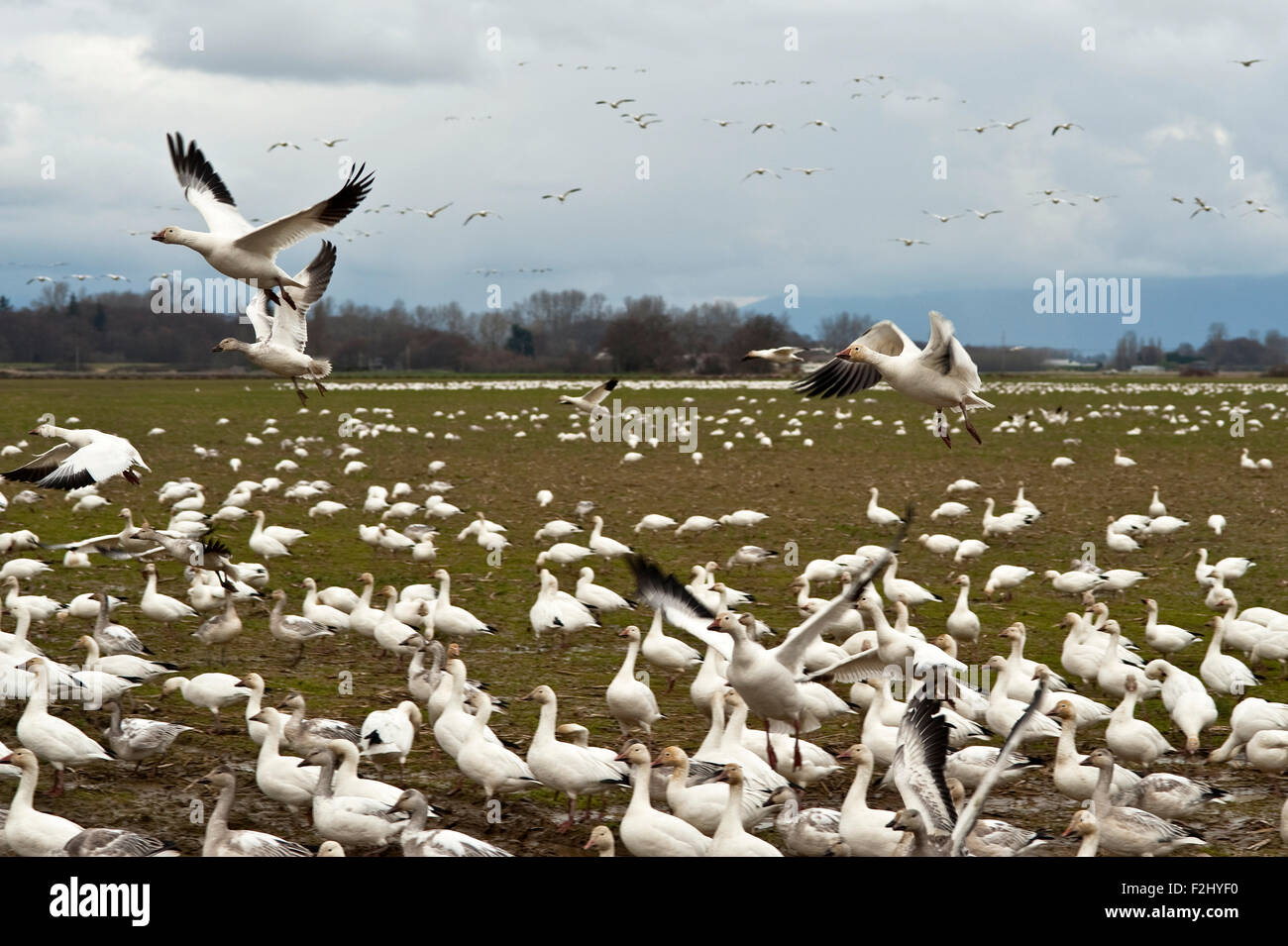 Snow Geese migration in the Skagit Valley flying over farm land Stock ...