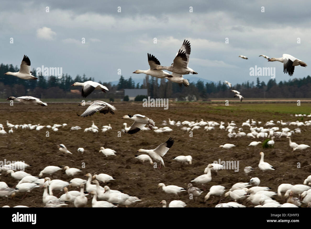 Snow Geese migration in the Skagit Valley flying over farm land Stock ...