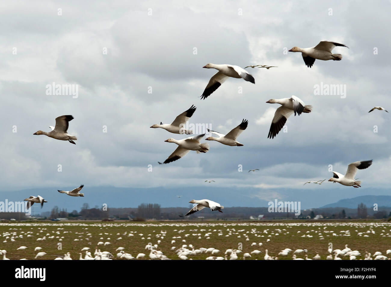 Snow Geese migration in the Skagit Valley flying over farm land Stock ...