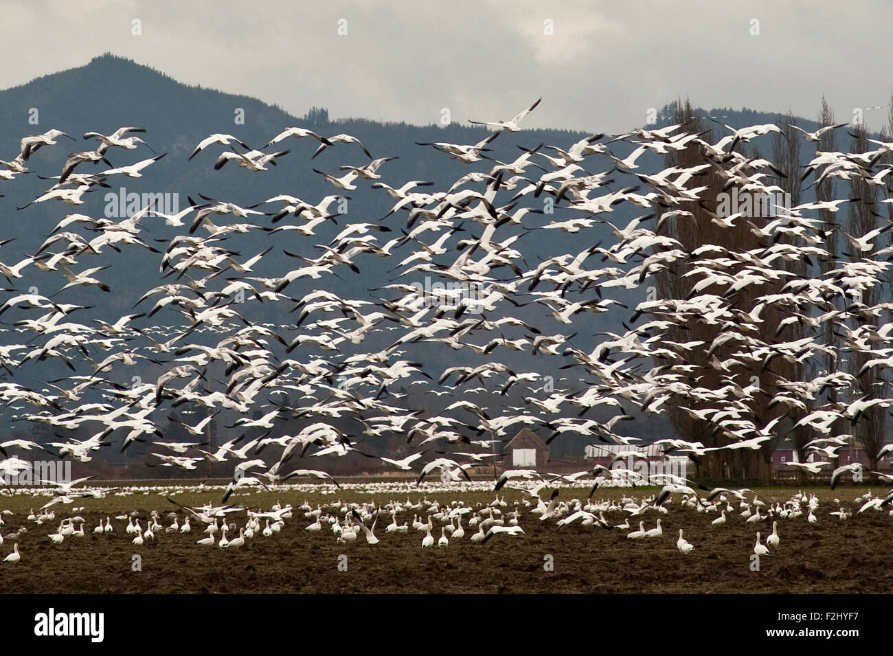 Snow Geese migration in the Skagit Valley flying over farm land Stock ...