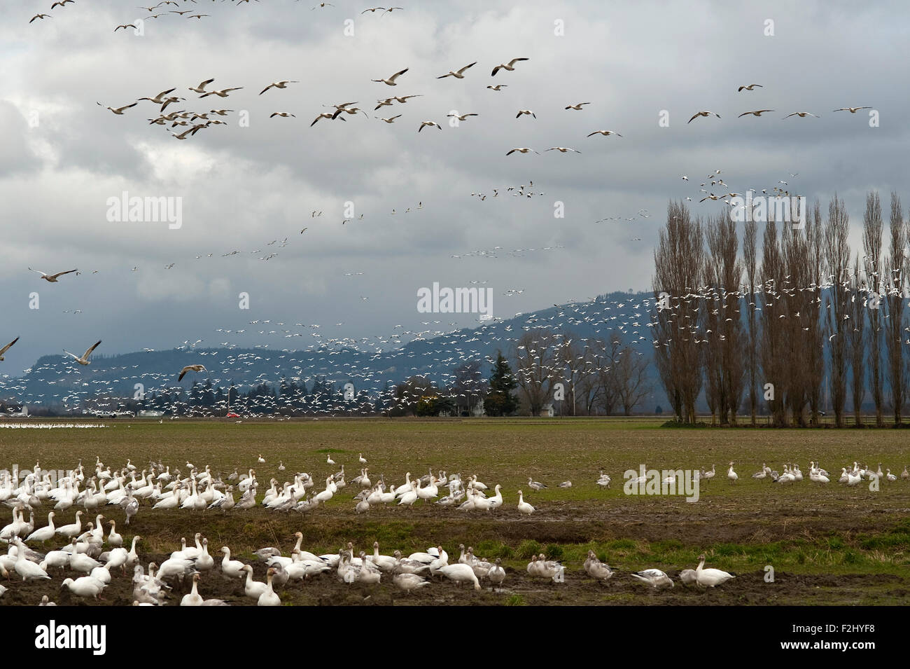 Snow Geese migration in the Skagit Valley flying over farm land Stock ...