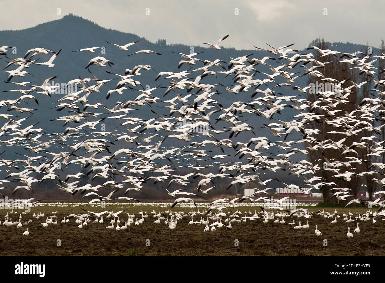 Snow Geese migration in the Skagit Valley flying over farm land Stock ...