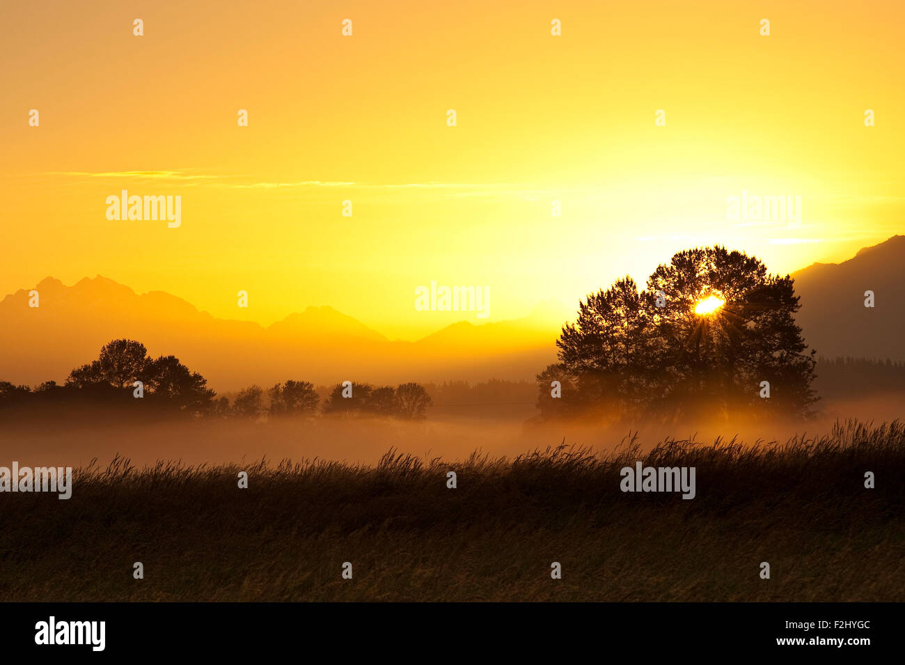 Valley fog with silhouetted trees and Cascade Mountain range at sunrise ...